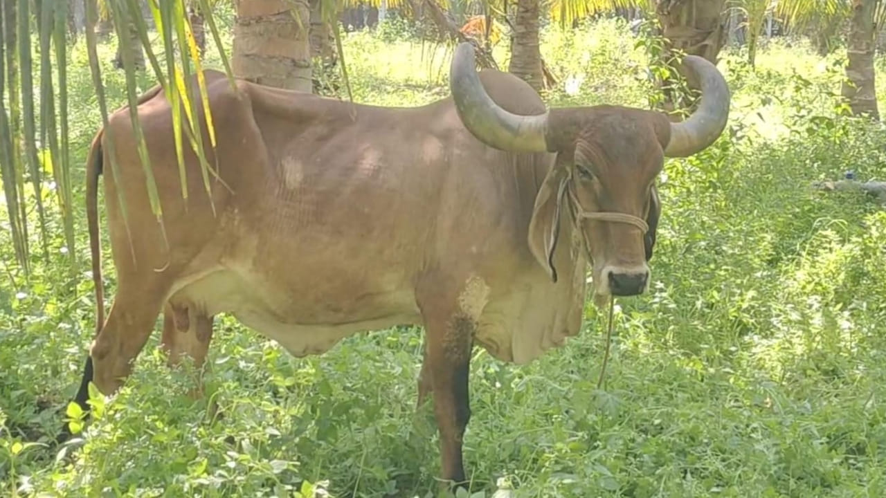 ఈ జాతి ఆవులు ఉంటే.. రైతుల పాలిట కాసుల పంటే.. ధర ఎంతో తెలుసా.. - Telugu ...