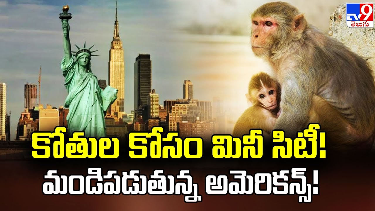 కోతుల కోసం మినీ సిటీ !! మండిపడుతున్న అమెరికన్స్ - Telugu News | Mini city for monkeys in us ...