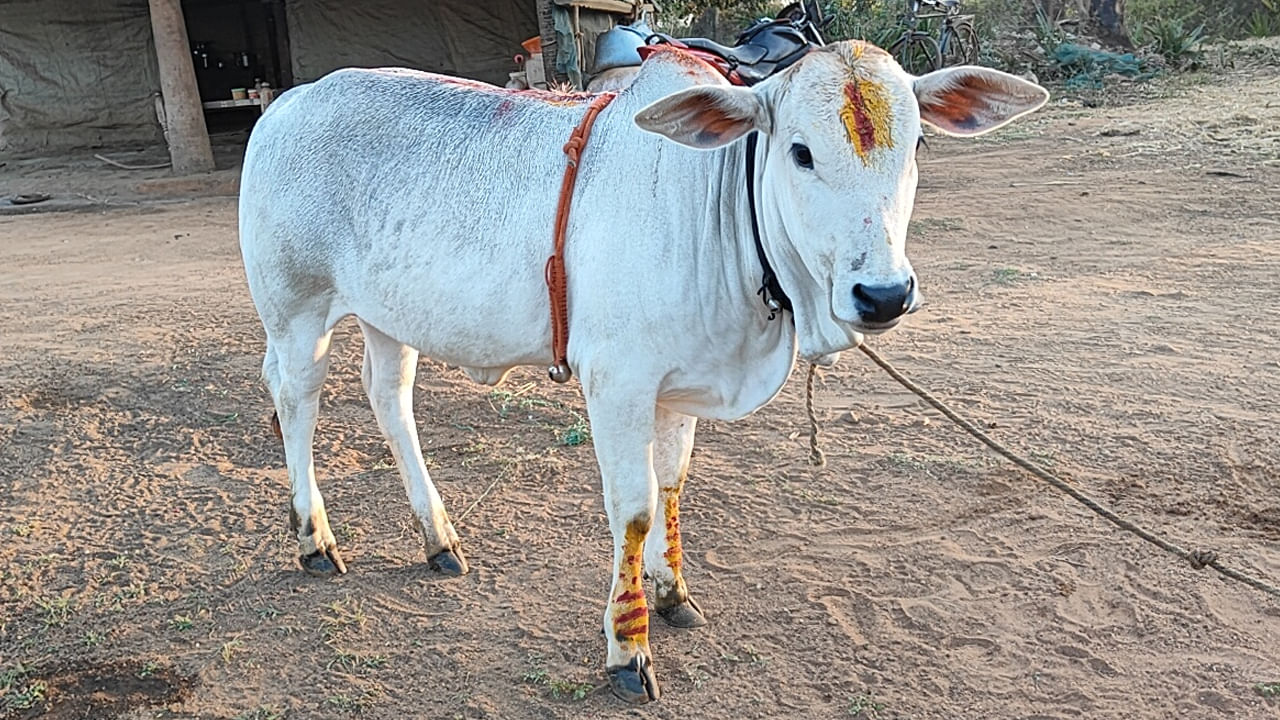 లేగదూడను ఆడపిల్లగా భావిస్తున్న మహిళ.. చూసేందుకు క్యూ కడుతున్న జనం ...