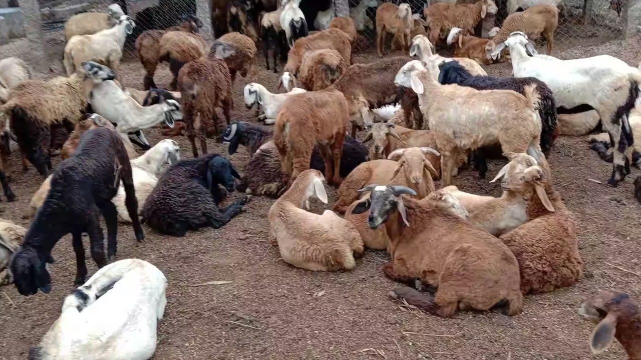 Telangana: గొర్రెల పంపిణీ స్కామ్‌.. నలుగురు ఉద్యోగులు అరెస్టు - Telugu ...