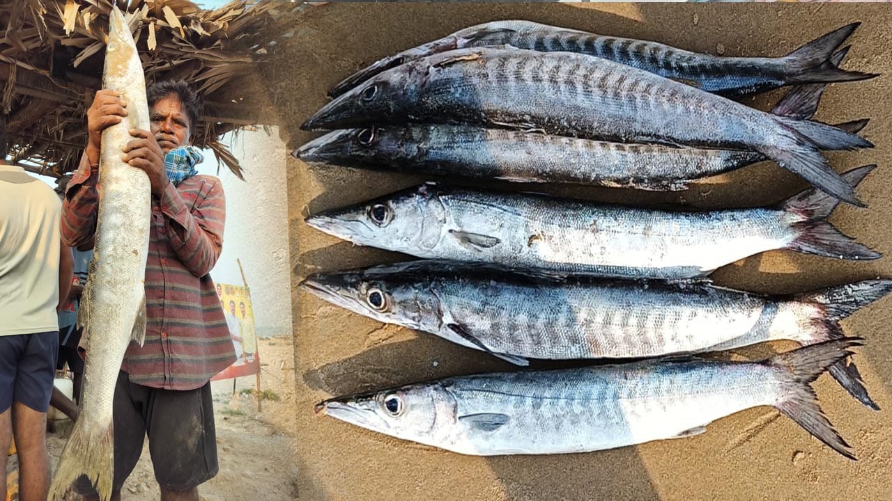 Andhra Pradesh: మత్స్యకారుల పంట పండింది..! వలకు చిక్కిన అరుదైన ఔషధ ...