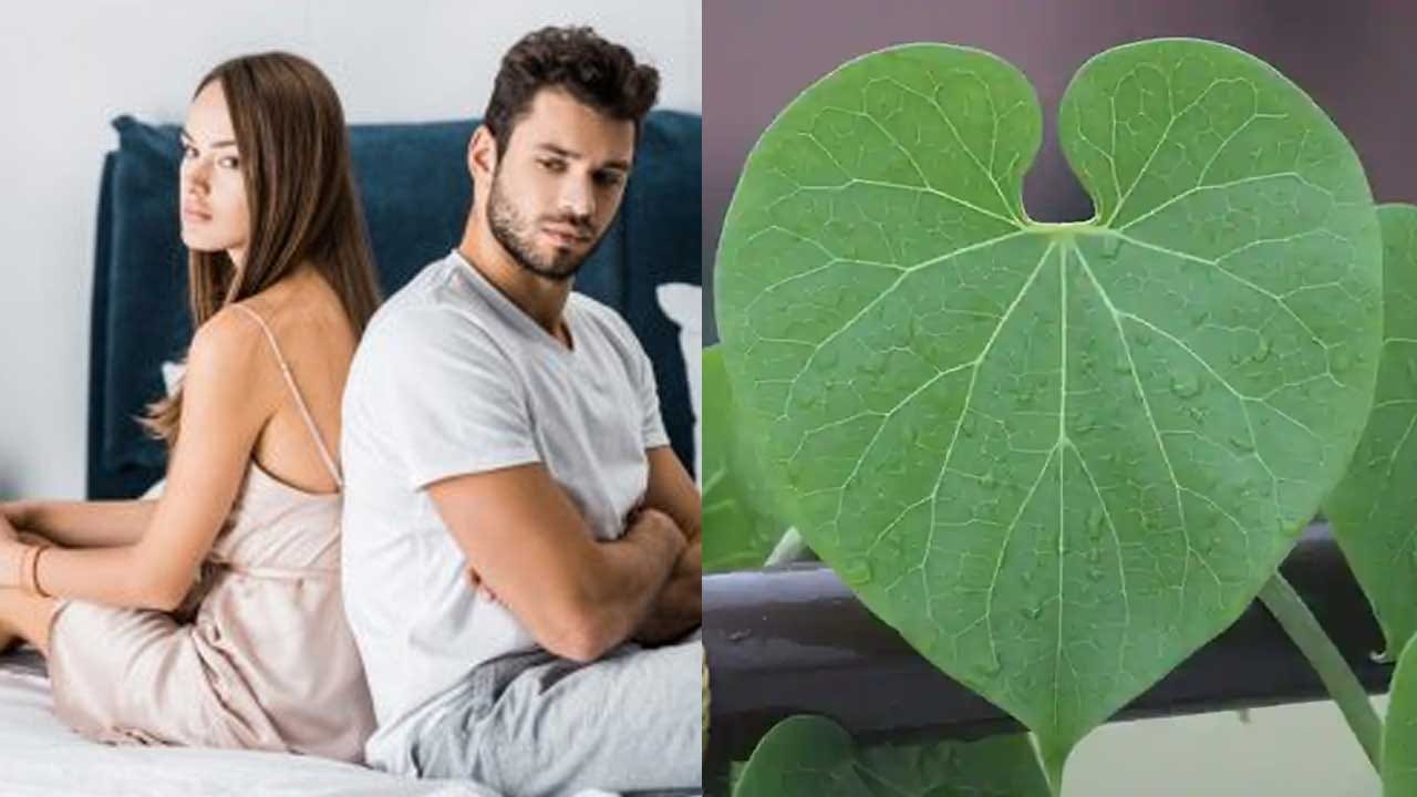 ఆకులో అద్భుతం.. మగ మహారాజులకు ఇదొక వరం లాంటిది.. ఎలా ఉపయోగపడుతుందో ...