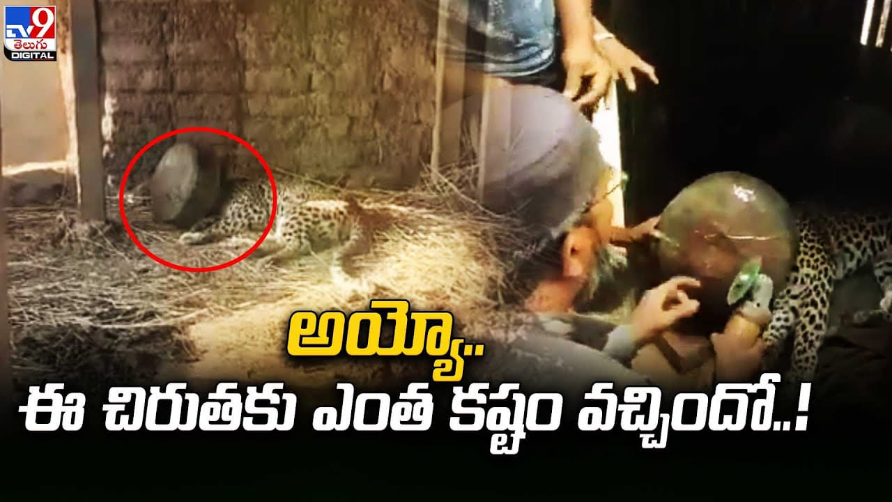 అయ్యో.. ఈ చిరుతకు ఎంత కష్టం వచ్చిందో - Telugu News | Leopard rescue ...