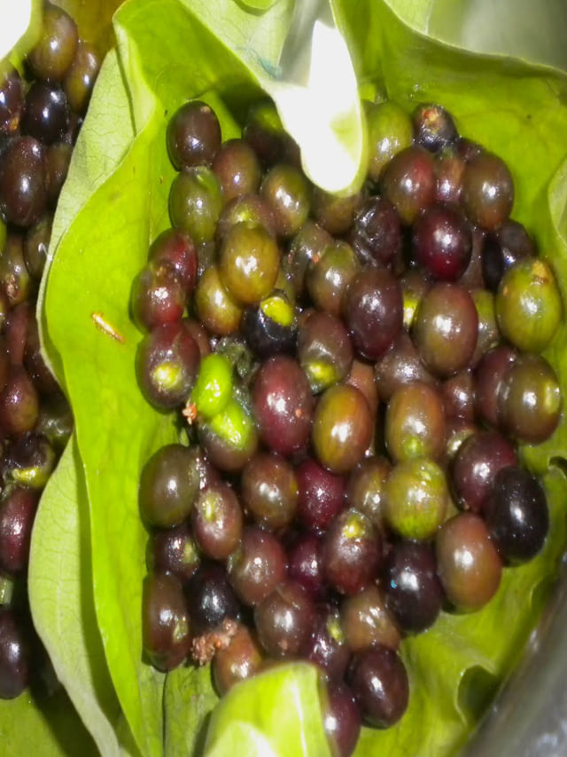 ఈ పండ్లు కన్పిస్తే అస్సలు మిస్ చేసుకోవద్దు.. పుష్కలమైన పోషకాలు.. – TV9 ...