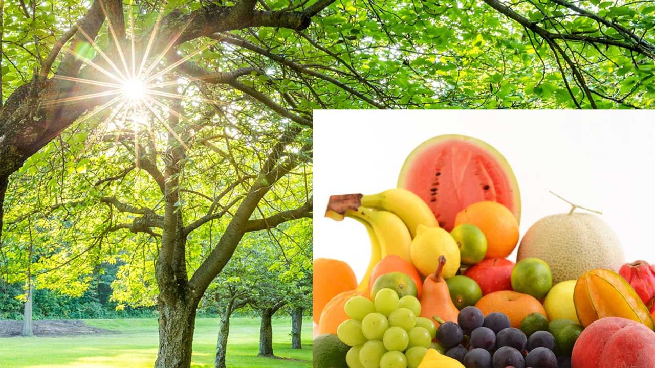 Health Tips: వేసవిలో ఈ పండ్లు తినడం వల్ల కలిగే ప్రయోజనాలు తెలిస్తే అస్సలు వదలరు.. - Telugu News ...