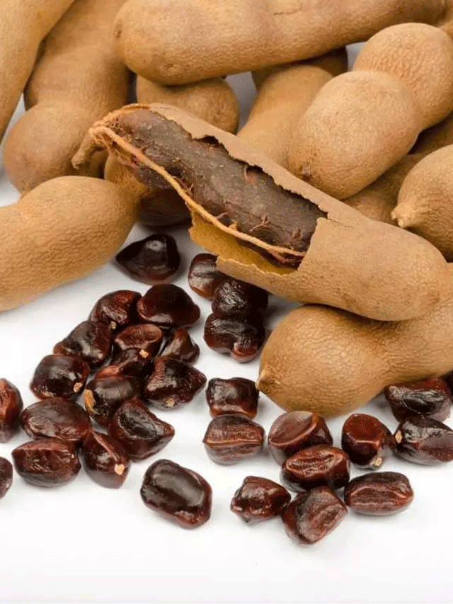 చింత గింజలు వేయించుకొని తింటే.. – TV9 Telugu