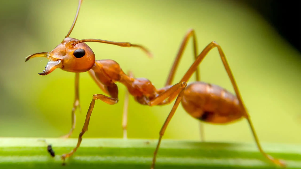 Personal development: చీమనే కదా అని లైట్ తీసుకోకండి... జీవితానికి ...