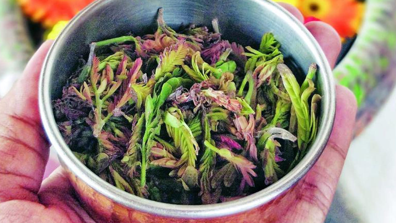 Chintha Chiguru: మటన్‌తో పోటీ.. చిటారు కొమ్మన చింత చిగురు ధర | Tender ...