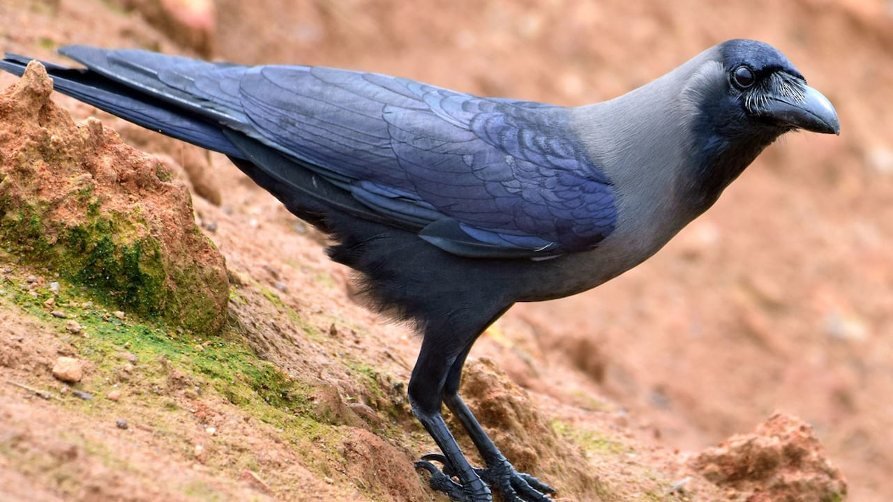 Crow: కాకిని చీప్‌గా చూడకండి.. దాని లక్షణాలు ఫాలో అయితే జీవితమే ...