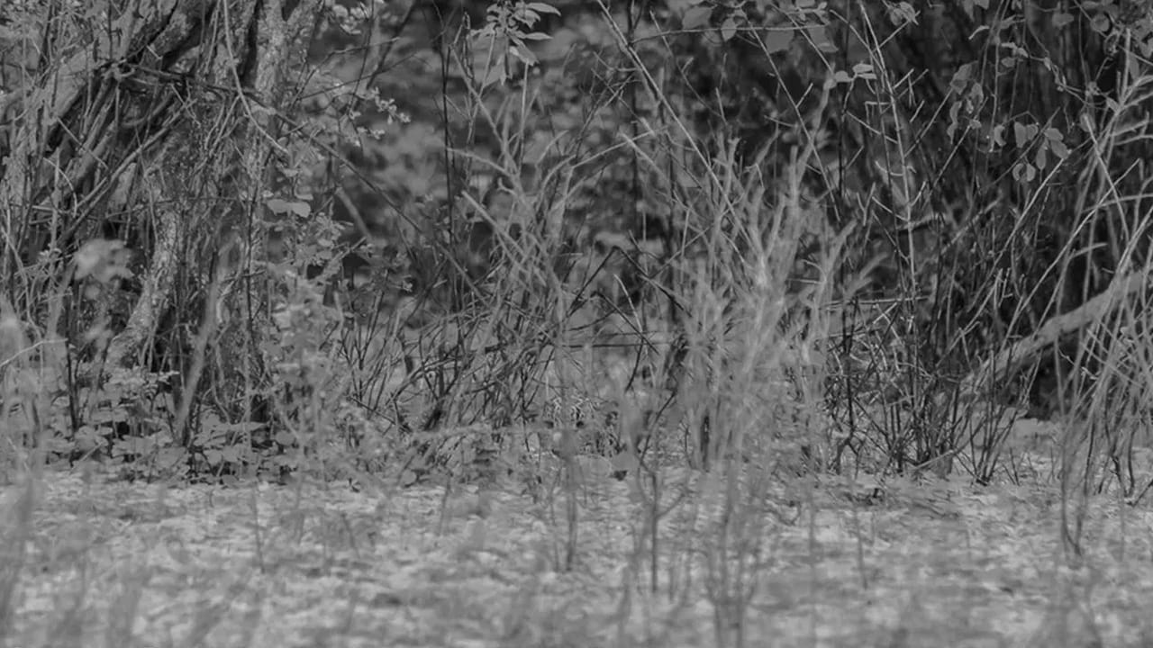 Viral Photo: కనిపెడితే తోపులే.. ఈ ఫోటోలో చిరుత ఎక్కడ నక్కి ఉందో ...