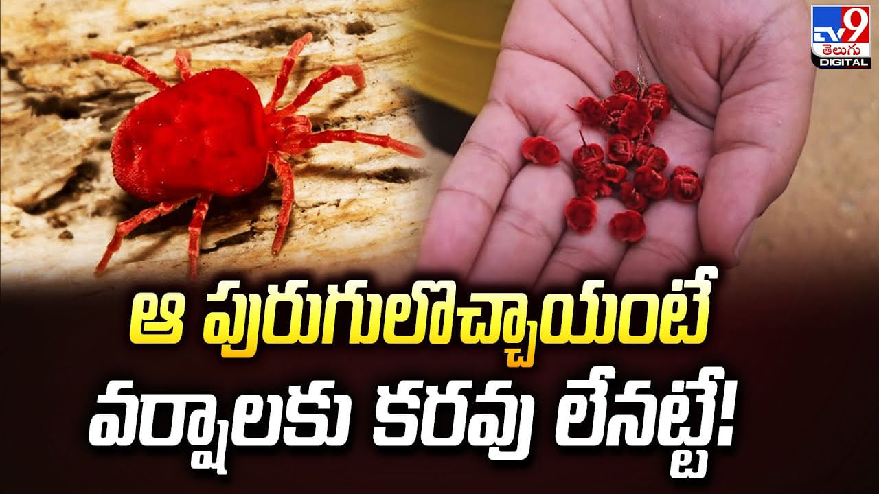 ఆ పురుగులొచ్చాయంటే వర్షాలకు కరవు లేనట్టే - Telugu News | Rains are ...