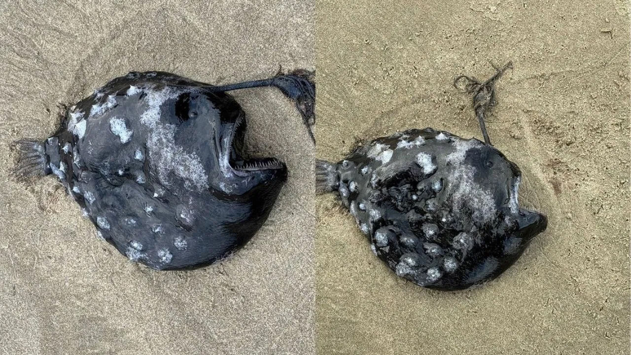 Viral: ఒడ్డుకు కొట్టుకొచ్చిన వింత ఆకారం.. ఆరా తీస్తే వెలుగులోకి ...