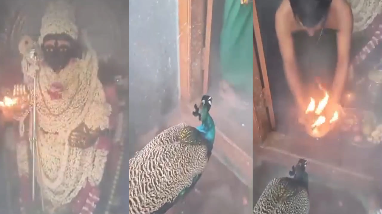 Viral Video: సుబ్రహ్మణ్య స్వామి ఆలయంలో అద్భుతం.. ఇదంతా దేవుడి లీల ...