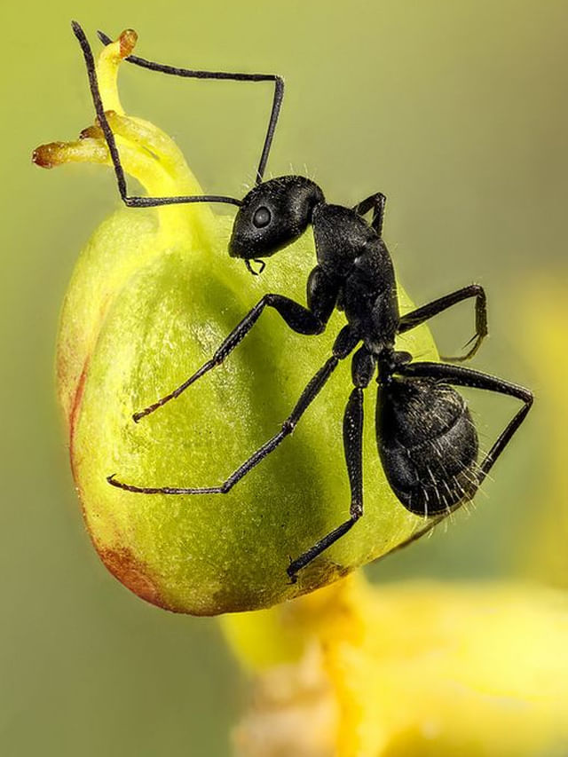 ఈ జీవులు అస్సలు నిద్రపోవు.. – TV9 Telugu