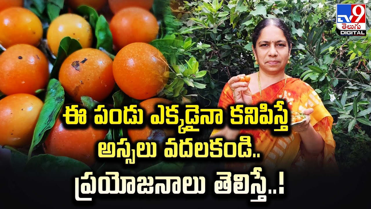 ఈ పండు ఎక్కడైనా కనిపిస్తే అస్సలు వదలకండి.. ప్రయోజనాలు తెలిస్తే - Telugu ...