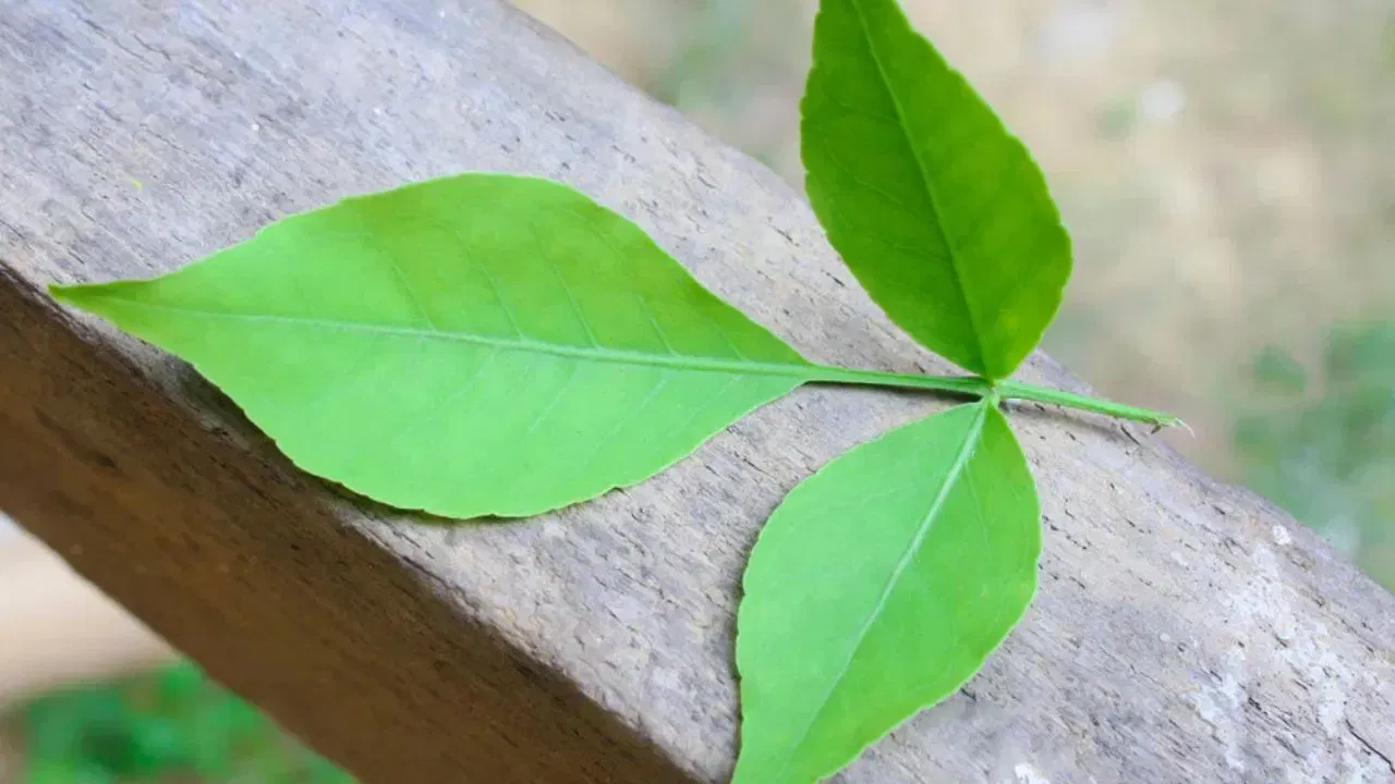 Bilva Patra: బిల్వ పత్రం పరగడుపున తింటే ఏం జరుగుతుందో తెలుసా? - Telugu ...