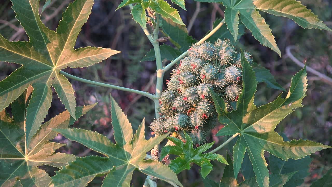 Body Pian Relief Tips: ఒళ్లంతా నొప్పులా.. ఈ ఆకుతో ఈజీగా తగ్గించుకోవచ్చు ...