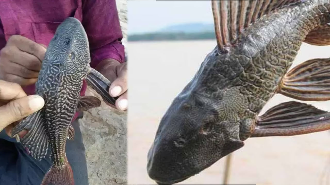 Devil Fish: గిరిజనుల వలకు చిక్కిన వింత చేపలు.. చూస్తే జడుసుకుంటారు ...