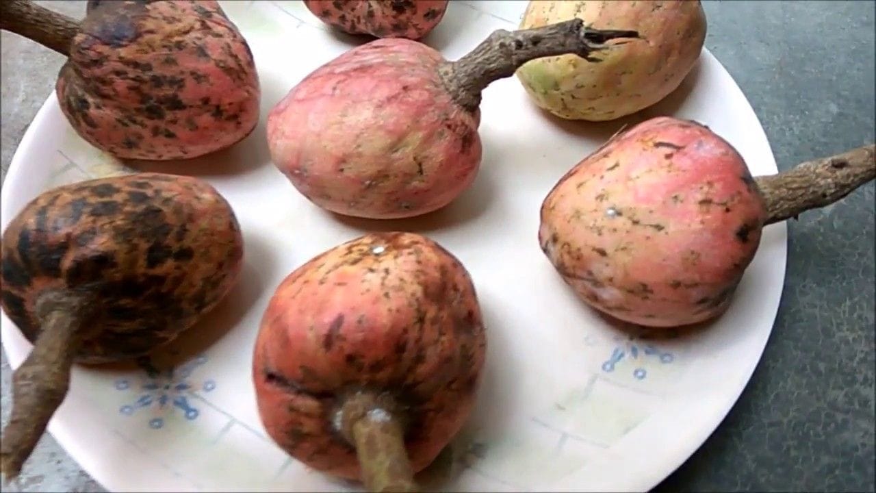 Ramphal: రామ ఫలం తింటే జరిగేది ఇదే.. ఇన్ని మార్పులు జరుగుతాయా? - Telugu ...