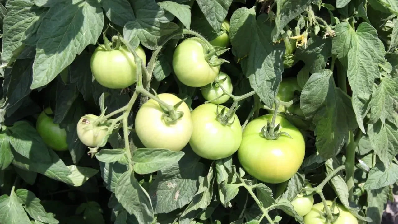 Tomatoes: పచ్చిగా ఉందని పక్కనబెట్టకండి.. నివ్వెరపరిచే ఆరోగ్య ప్రయోజనాలు - Telugu News | Green ...