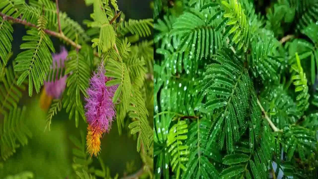 Shami Vastu Tips: జాతకంలో శని దోషమా నివారణ కోసం జమ్మి ఆకులతో ఇలా పూజ ... Shami Vastu Tips: జాతకంలో శని దోషమా నివారణ కోసం జమ్మి ఆకులతో ఇలా పూజ ...