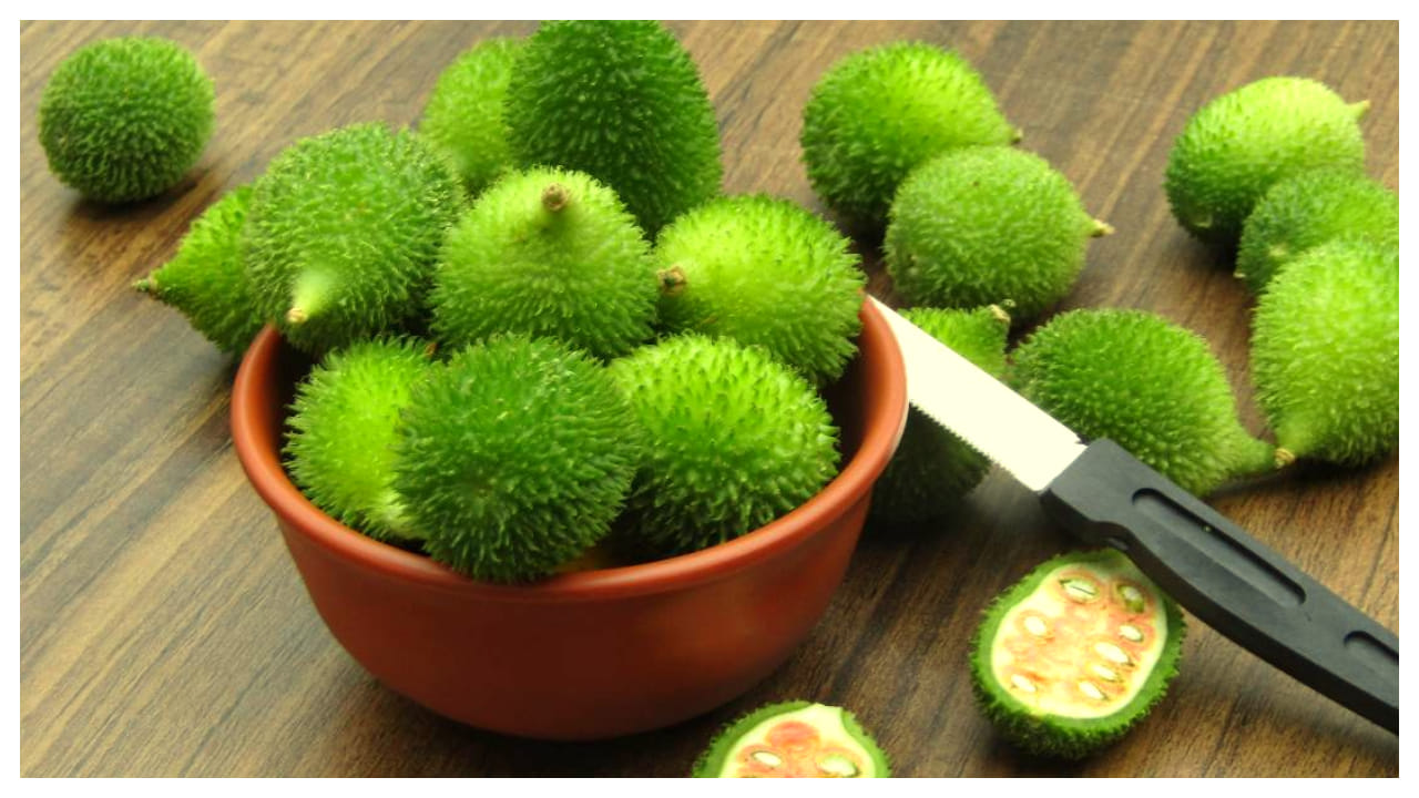 Boda Kakara: ఈ సీజనల్ వెజిటేబుల్ బోడ కాకర తింటే.. షుగర్ మాయం! - Telugu ...