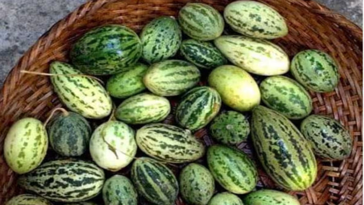 Budamkaya: బుడంకాయతో ఆరోగ్య ప్రయోజనాలు బోలెడు.. ఇక, రుచి చూస్తే అసలు వ ...