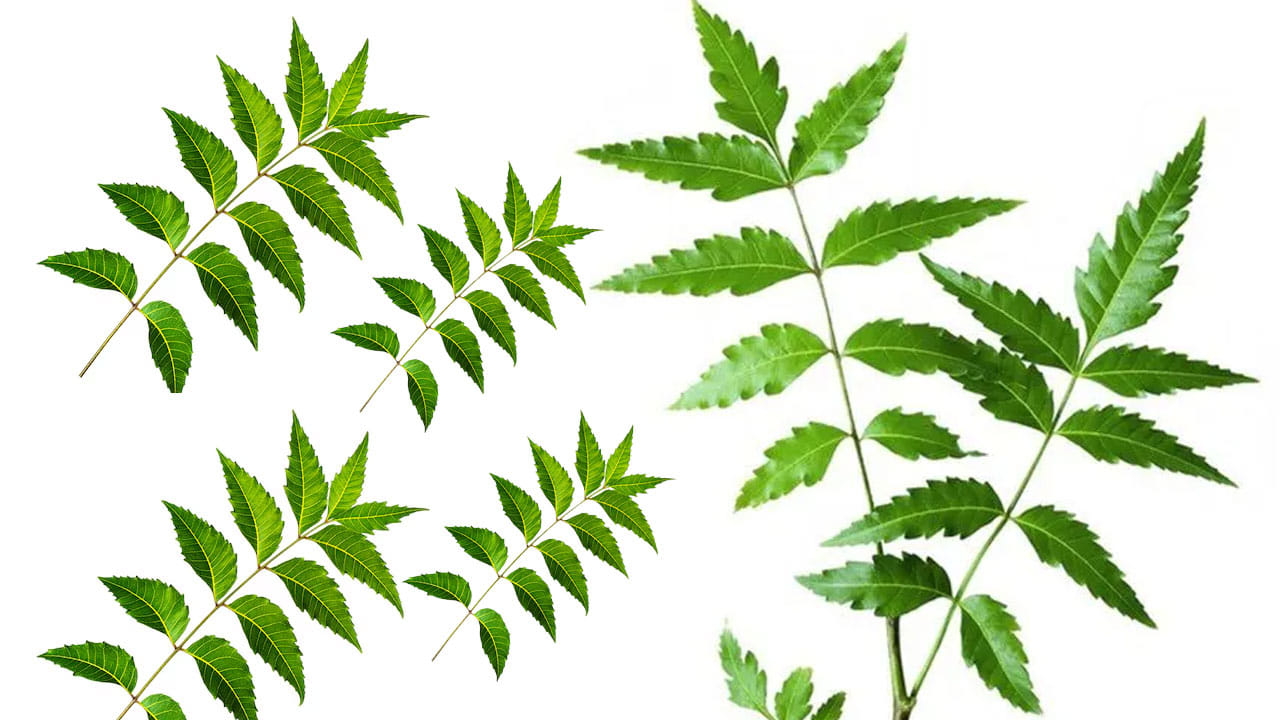 ఇవి ఏం చేస్తాయిలే అనుకునేరు.. ఖాళీ కడుపుతో రెండు ఆకులను తింటే ఆ ...