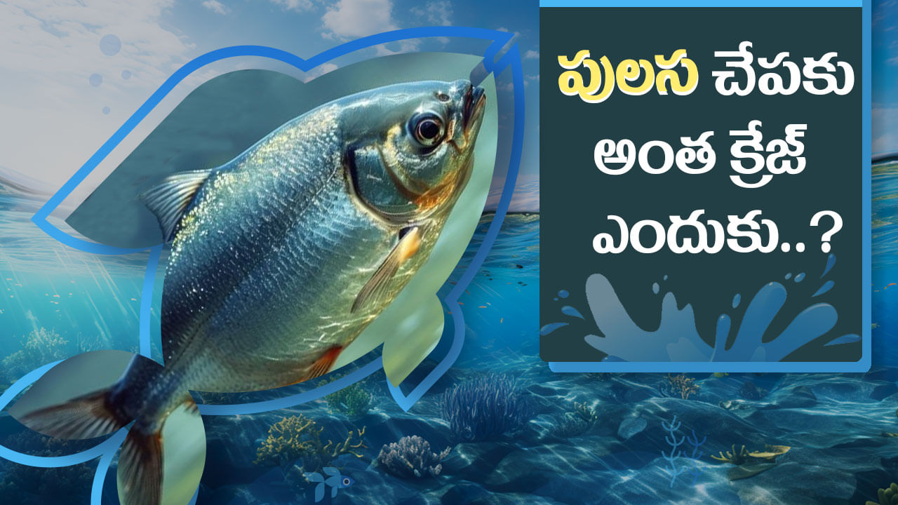 Pulasa Fish: పులస పుట్టుక ఎంత విచిత్రమైనదో.. దాని రుచి అంత అమోఘం ...