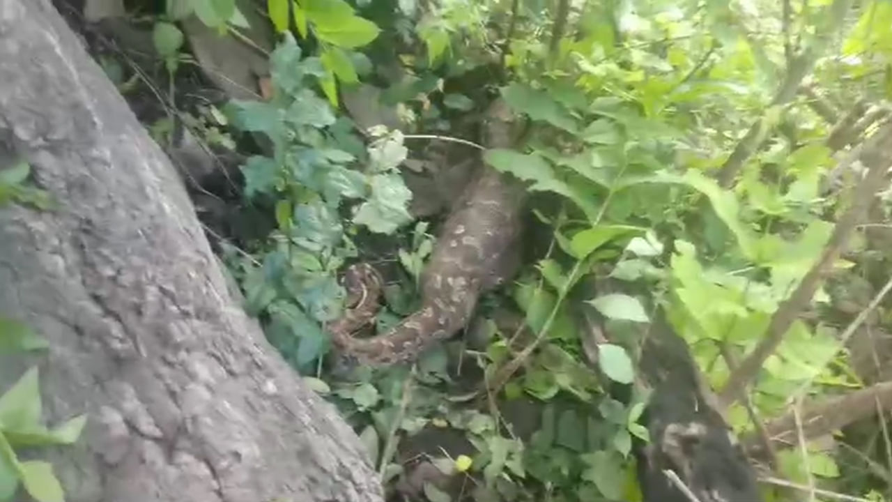 AP News: మేక మిస్సయిందని వెతుకుతుండగా.. అడవిలో చెట్ల పొదల మాటున ...