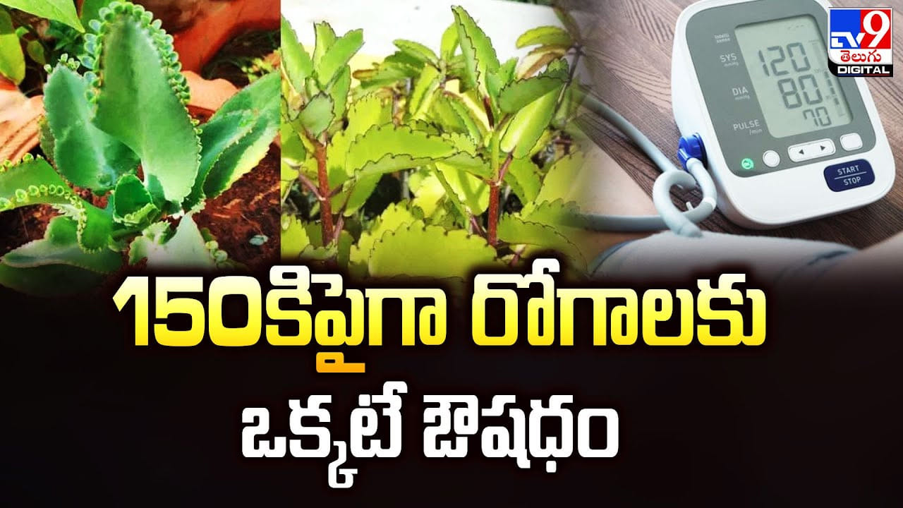 150కి పైగా రోగాలకు ఒక్కటే ఔషధం.. ఈ ఆకుతో అదిరిపోయే బెనిఫిట్స్‌ | Top ...