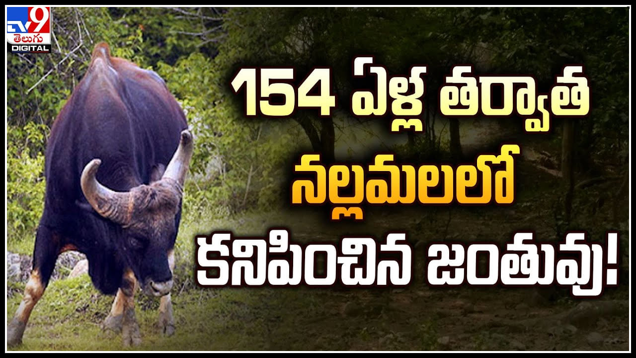 Forest Bison: 154 ఏళ్ల తర్వాత నల్లమలలో కనిపించిన అరుదైన జంతువు.! | Rare ...