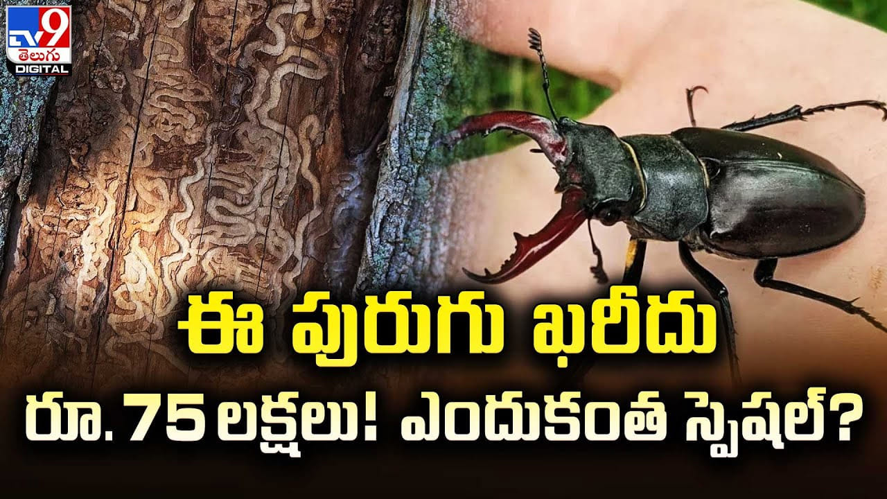 ఈ పురుగు ఖరీదు రూ. 75 లక్షలు.. ఎందుకంత స్పెషల్‌ ?? - Telugu News ...