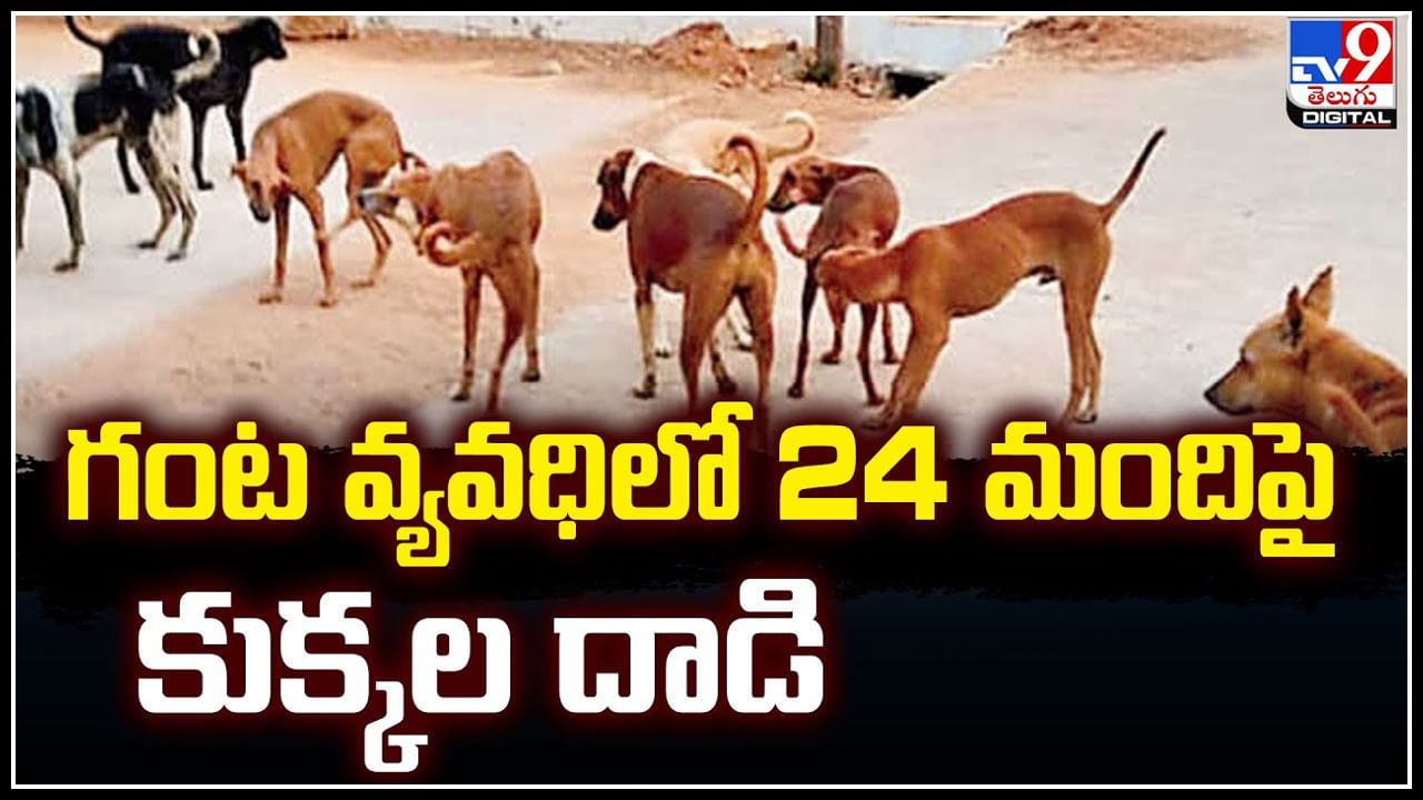 Street Dogs: గంట వ్యవధిలో 24 మందిపై వీధి కుక్కల దాడి.. 2 వేల కుక్క కాటు ...