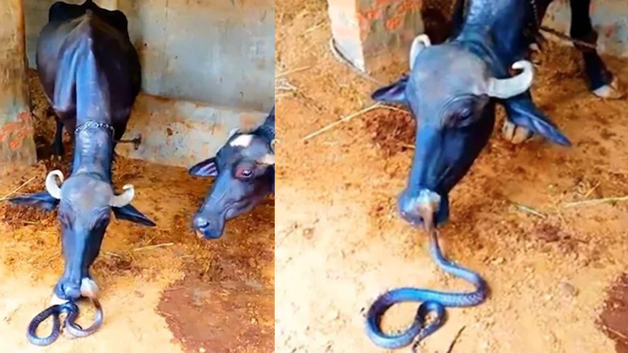Viral Video: కట్టేసిన గేదె వద్దకు వెళ్లి పడగవిప్పిన నాగుపాము.. ఆ తర్వాత ...