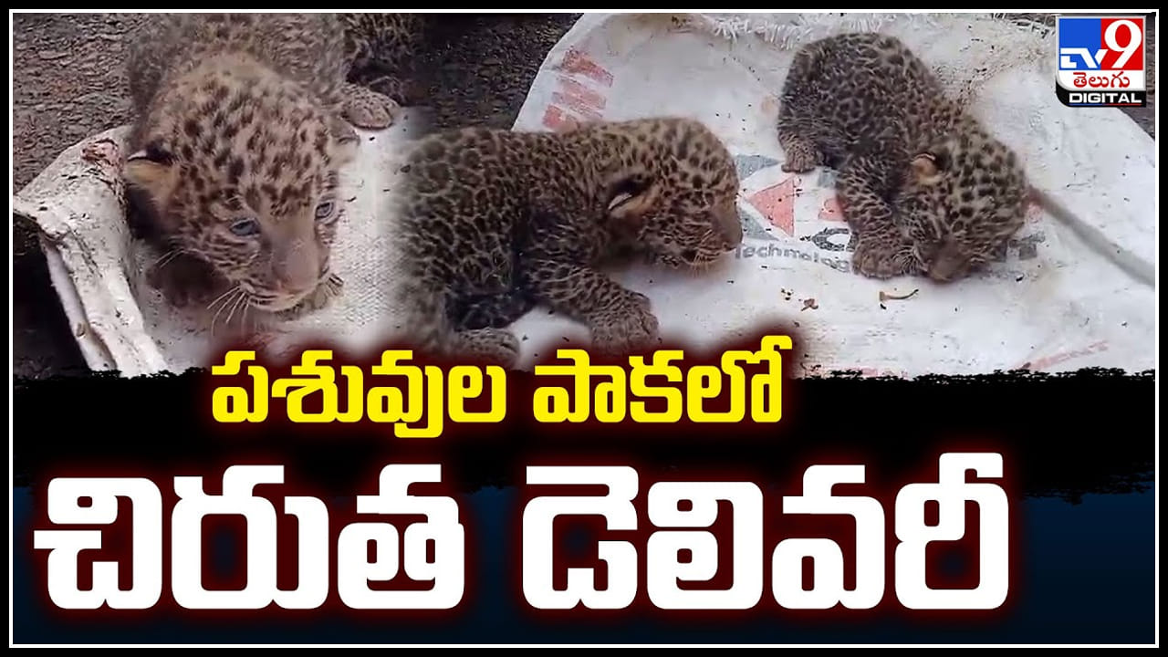 Maharashtra: పశువుల పాకలో చిరుత డెలివరీ.. స్థానికుల రక్షణలో 3 పసికూనలు.! - Telugu News | Cheetah ...
