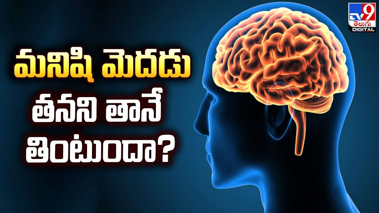 మనిషి మెదడు తనని తానే తింటుందా ?? పరిశోధనలో తేలిన షాకింగ్ నిజాలు ...