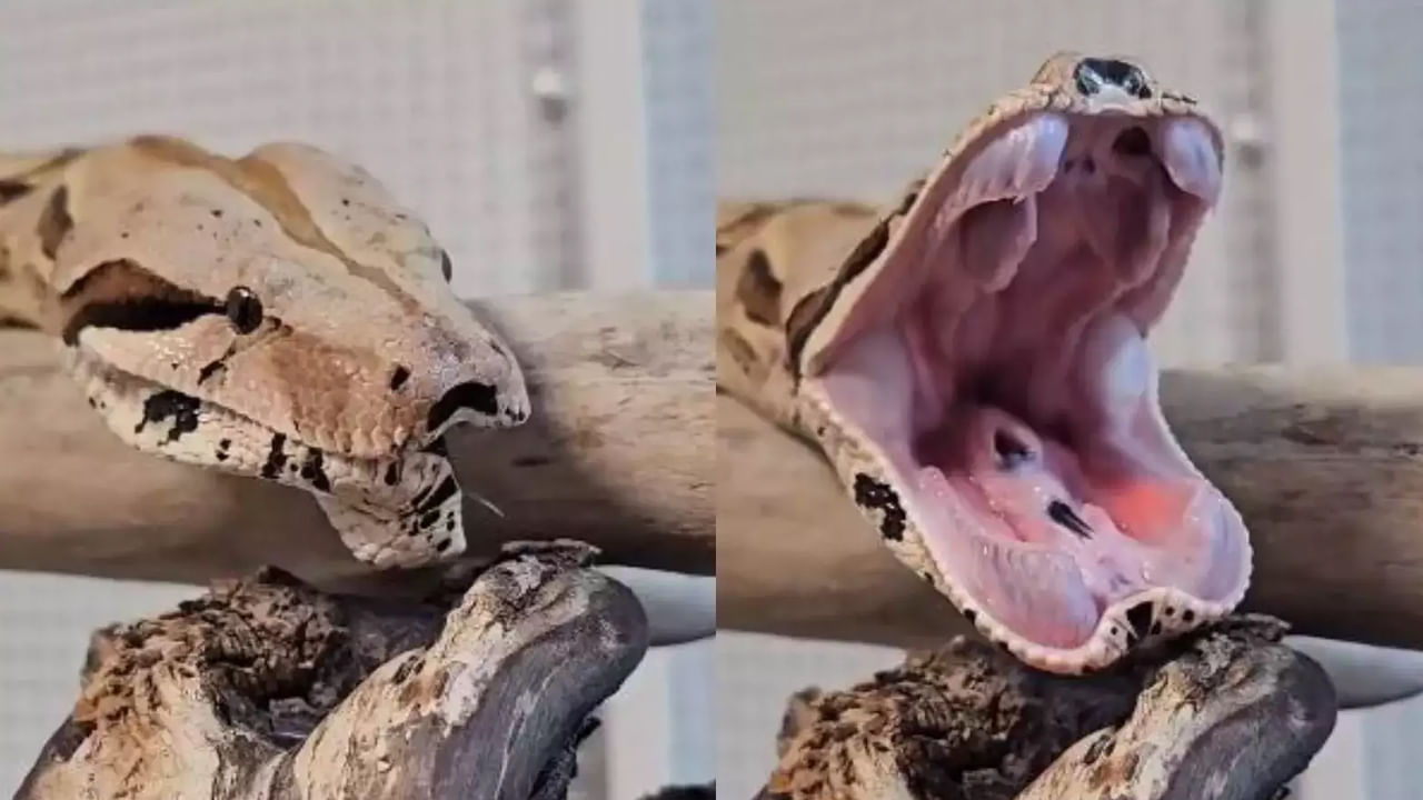 Viral Video: కొండచిలువ ఆవులించడం మీరెప్పుడైనా చూశారా..? ఇదిగో వైరల్ ...