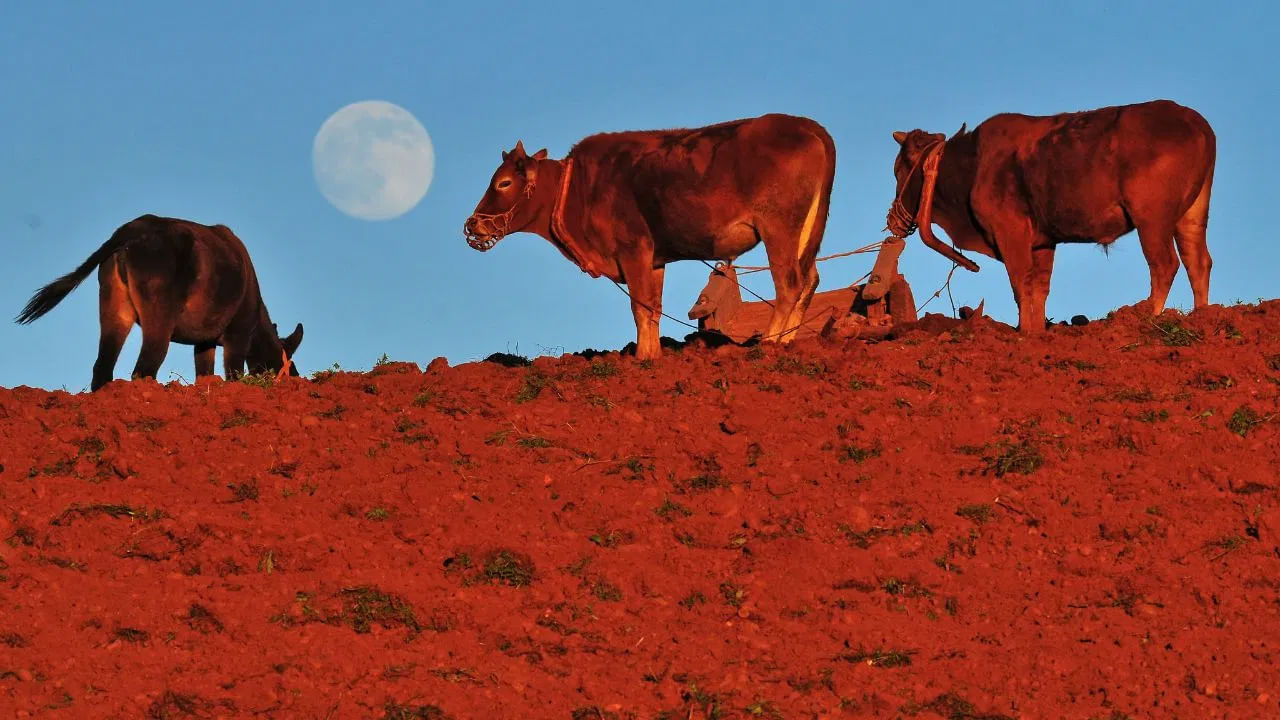 Viral News: అంగారకుడి ఉపరితలం కింద ఆవులు దాగి ఉండవచ్చు! శాస్త్రవేత్త ...