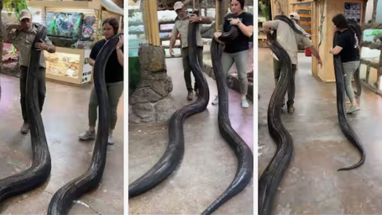 Viral Video: అయ్య బాబోయ్‌ వీళ్లేం మనుషులురా సామీ..! భారీ కొండచిలువలతో ...