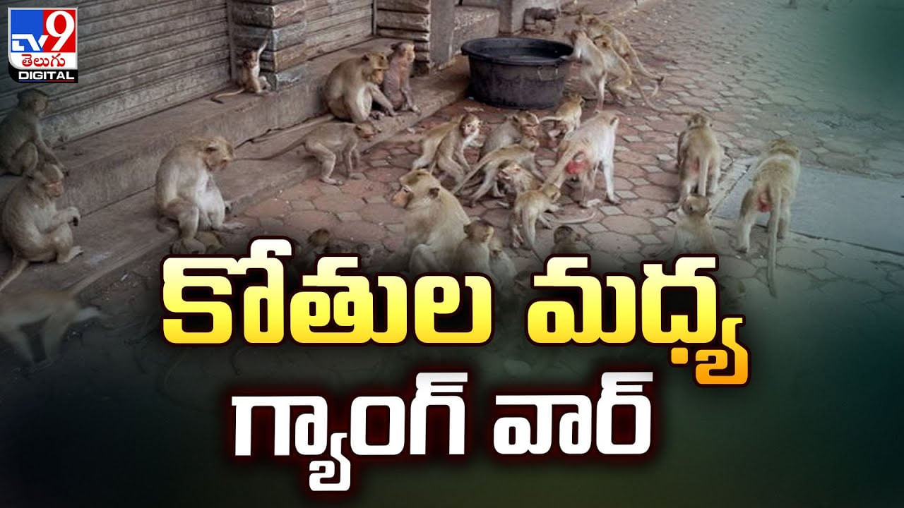 కోతుల మధ్య గ్యాంగ్ వార్ !! రెండు గ్రూపులుగా విడిపోయి దాడులు!! - Telugu News | Monkeys gang war ...