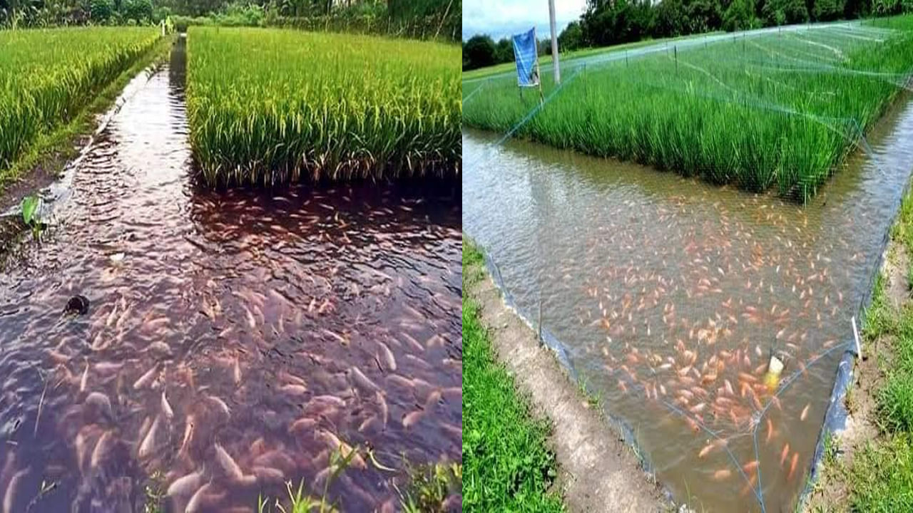 చిన్న, సన్నకారు రైతులకు వరం.. వరి మడుల్లో చేపల పెంపకం.. వరి చేలో చేపల పెంపకం అంటే ఏమిటంటే ...