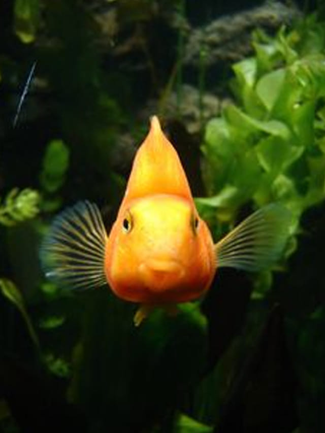 చిలుక ముక్కు చేపను ఎప్పడైనా చూశారా..? – TV9 Telugu