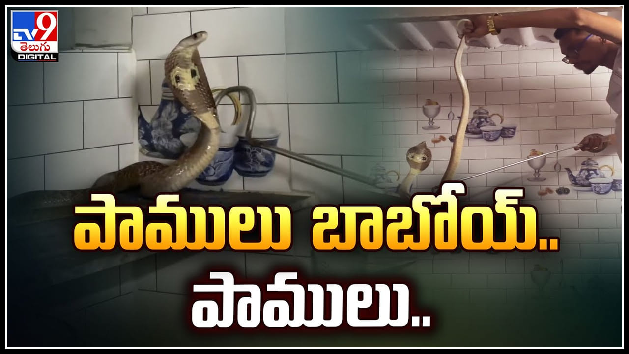 Snake in Kitchen: వంటింట్లో వింతశబ్దాలు.. చూస్తే పాములు బాబోయ్‌.. పాములు.! - Telugu News | Snake ...