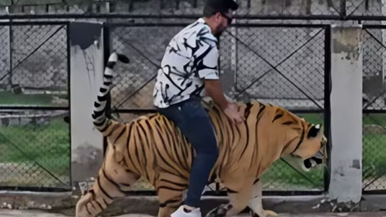 Viral Video: వీడెవడ్రా బాబు.. ఇలా ఉన్నాడు.. పులిపై స్వారీ..! - Telugu ...