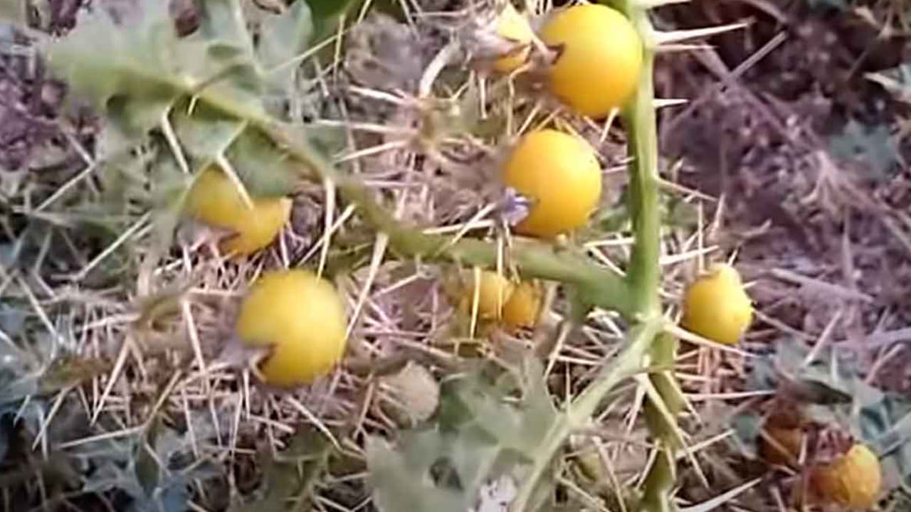 Mulla vankaya: ముళ్ల వంకాయ ఆకు రసం తీసి రాస్తే.. బట్టతలపై వెంట్రుకలు ...