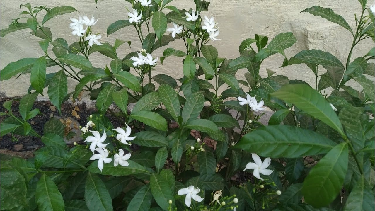 Nandivardhanam: ఈ నందివర్థనం పూలతో ఉండే బెనిఫిట్స్ ఊహించనవి.. షాక్ ...