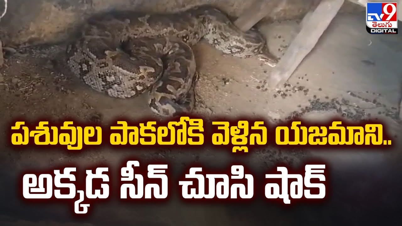 పశువుల పాకలోకి వెళ్లిన యజమాని.. అక్కడ సీన్‌ చూసి షాక్‌ - Telugu News | Python appears in cow ...