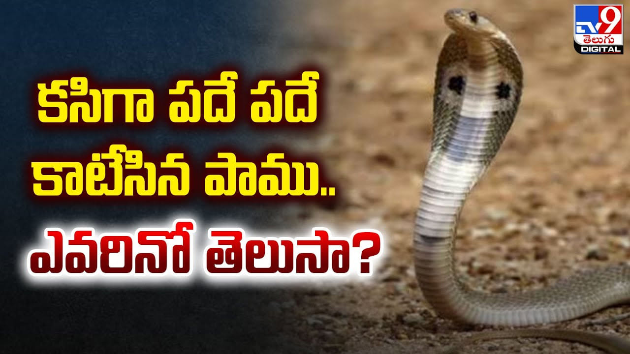 కసిగా పదే పదే కాటేసిన పాము.. ఎవరినో తెలుసా ?? - Telugu News | Snake ...