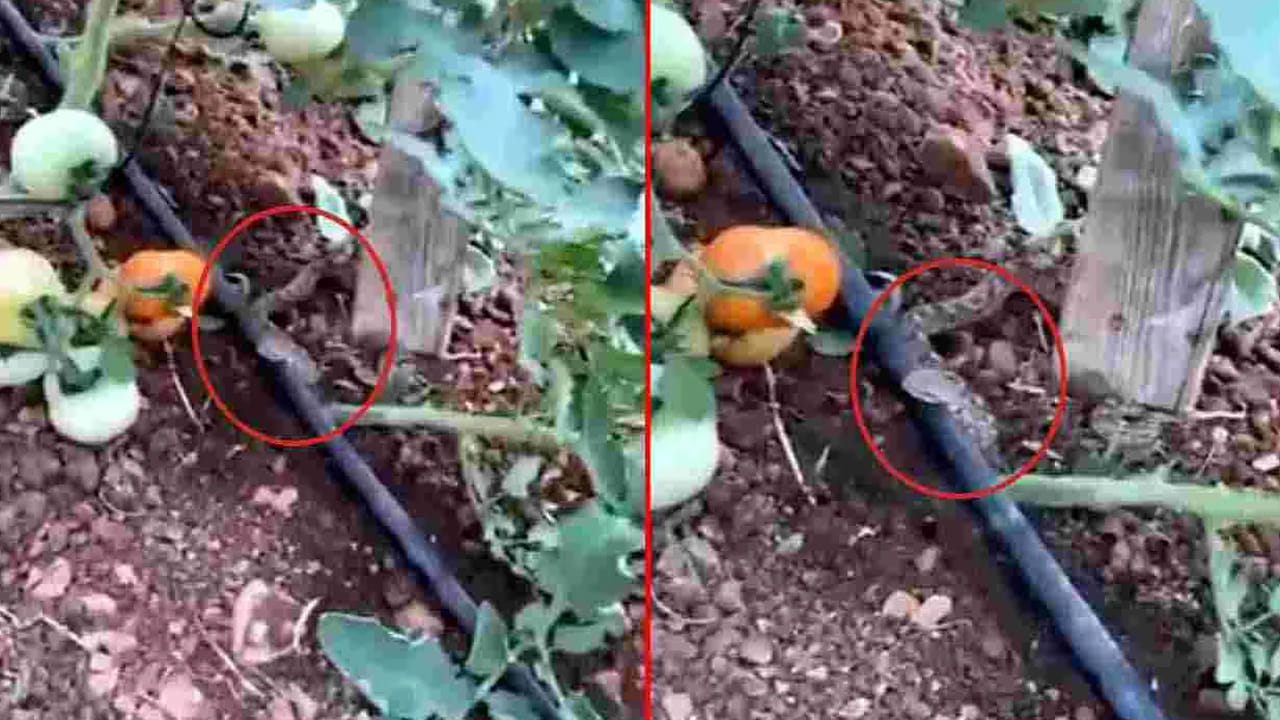 Watch: బాబోయ్‌ ఇదేం పామురా సామీ.. టమాటాలను ఎంత కసితీరా కాటేస్తుందో ...